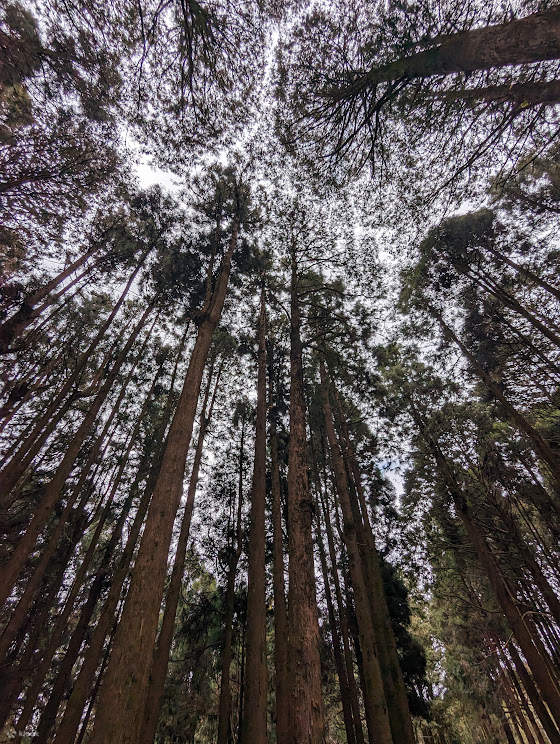 [Muslim-Friendly] Alishan / Taiping Sky Bridge 2-Day Tour - Klook ...